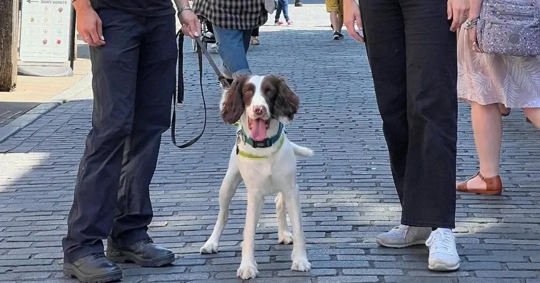 Chester BID funds Drug Dog Operations - Chester BID